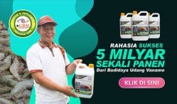 Cara Budidaya Udang Vaname, Terbukti Sekali Panen Bisa 5M!