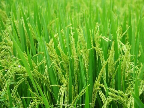Jenis Padi INPARI Paling Bagus dan Banyak Hasilnya