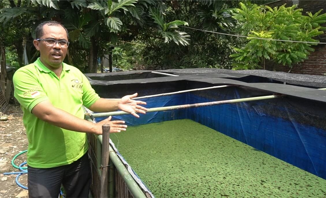 Cara Budidaya Azolla Lengkap, Buat Alternatif Pakan Ternak