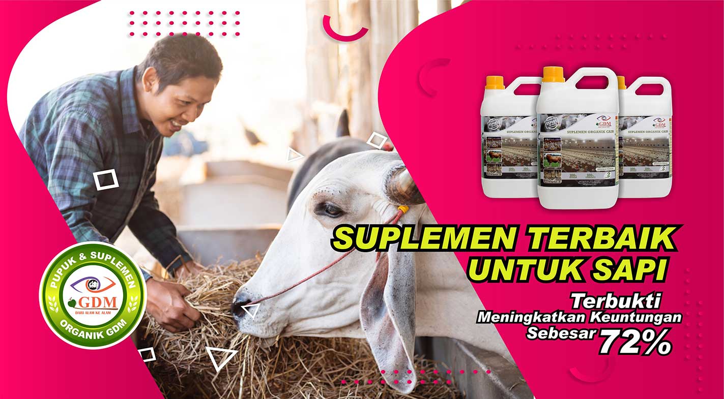 Vitamin untuk Sapi Perah agar Produksi Susu Lebih Optimal