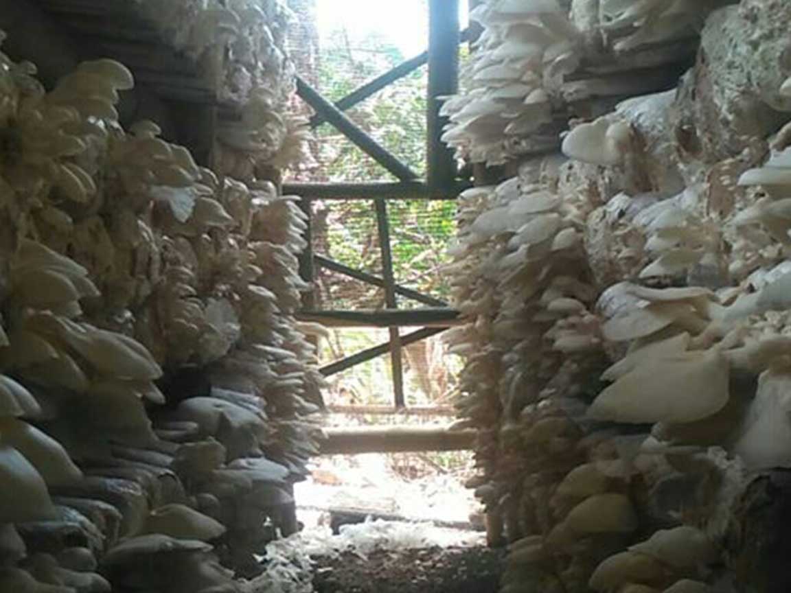 Cara Budidaya Jamur Tiram Untuk Pemula Di Rumah