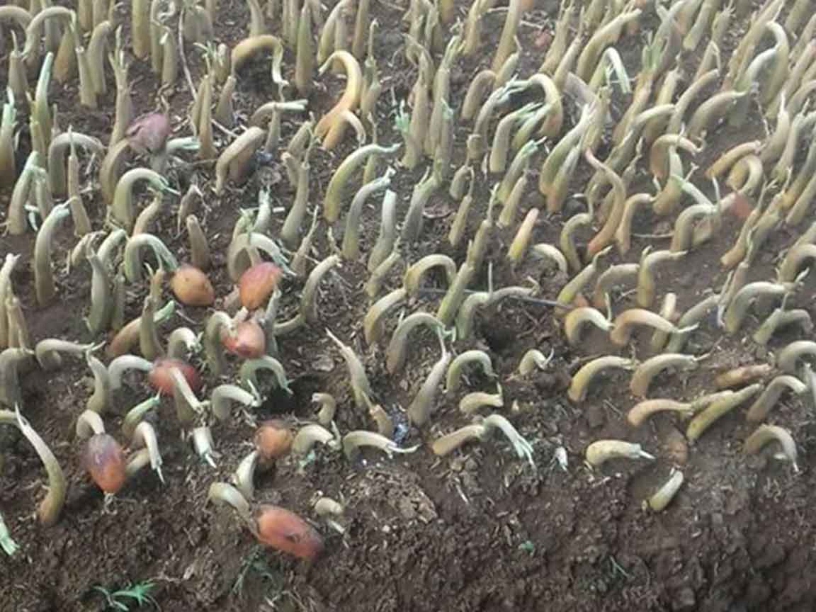 Cara Menanam Durian, Terbukti Meningkatkan Keuntungan 20%