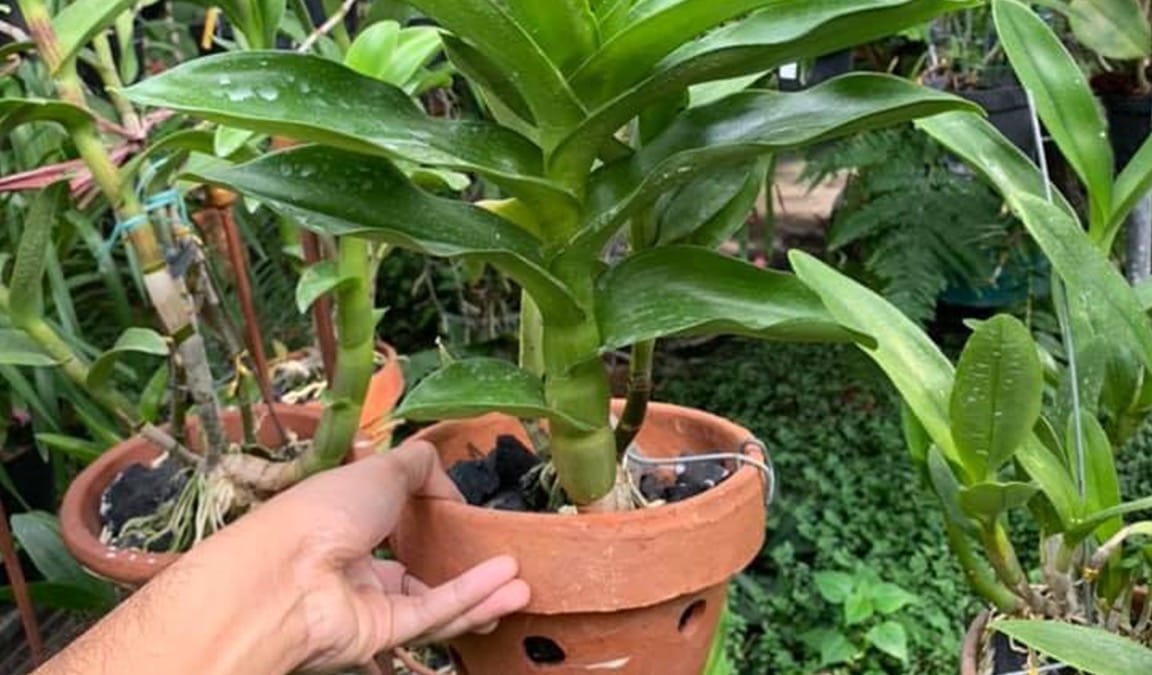 Cara Menanam Bunga Anggrek Di Pot Agar Cepat Berbunga