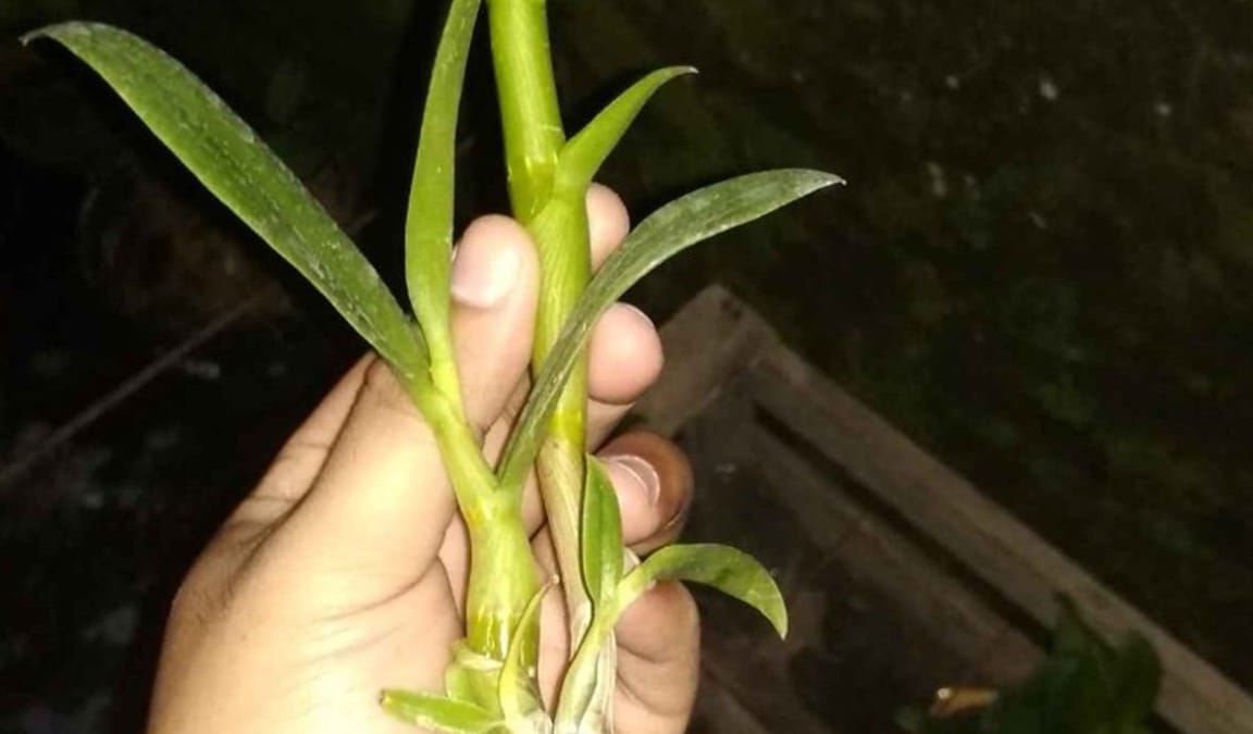 Cara Menanam Bunga Anggrek Di Pot Agar Cepat Berbunga