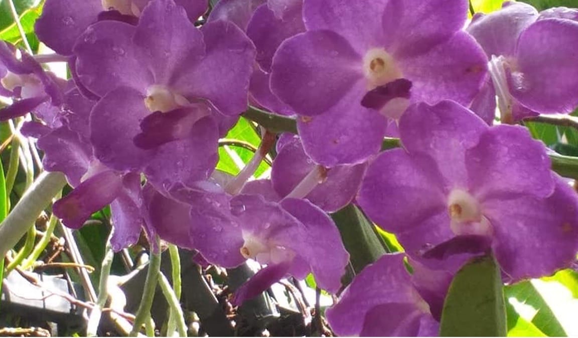 Pupuk Anggrek agar Cepat Berbunga dan Berwarna Ngejreng