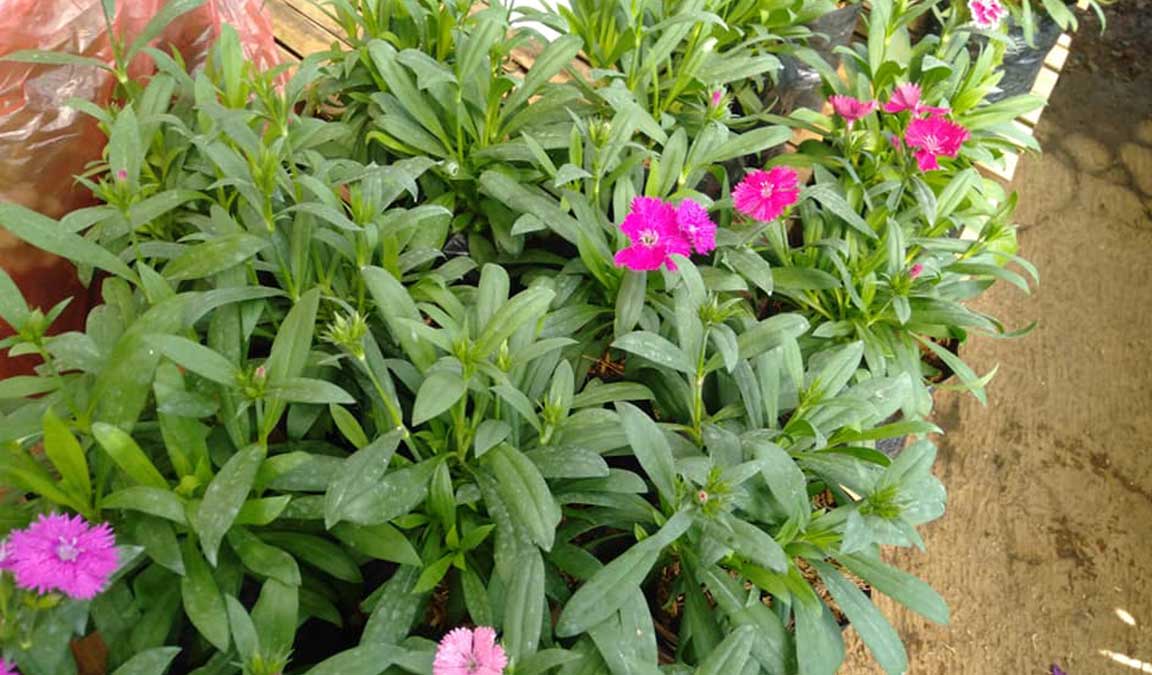 Berikut Cara Menanam Bunga Krisan Agar Cepat Berbunga