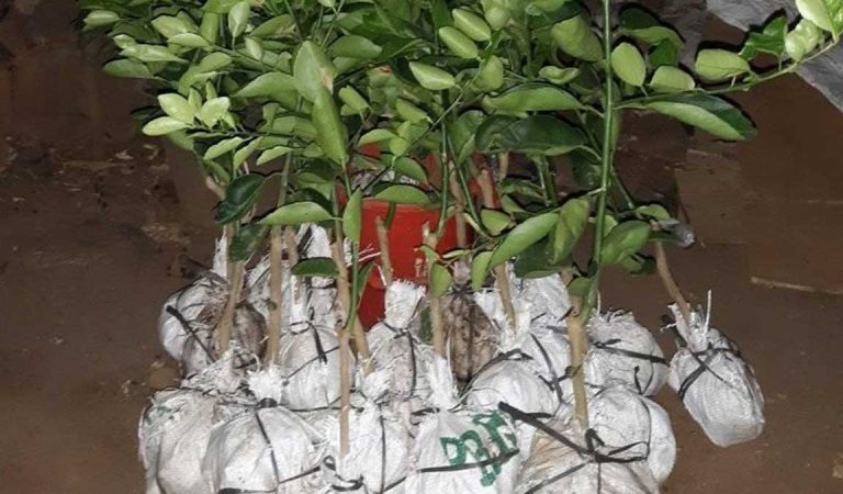 Cara Menanam Jeruk Nipis di Pot Agar Cepat Berbuah