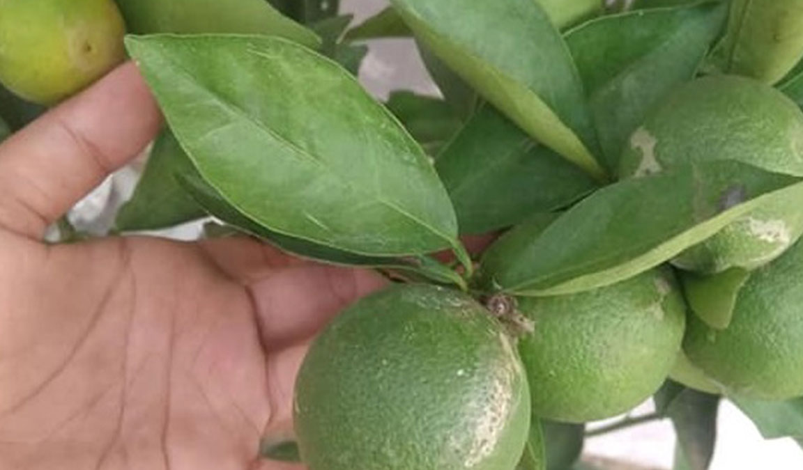 Cara Menanam Jeruk Nipis di Pot Agar Cepat Berbuah