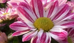 Berikut Cara Menanam Bunga Krisan Agar Cepat Berbunga