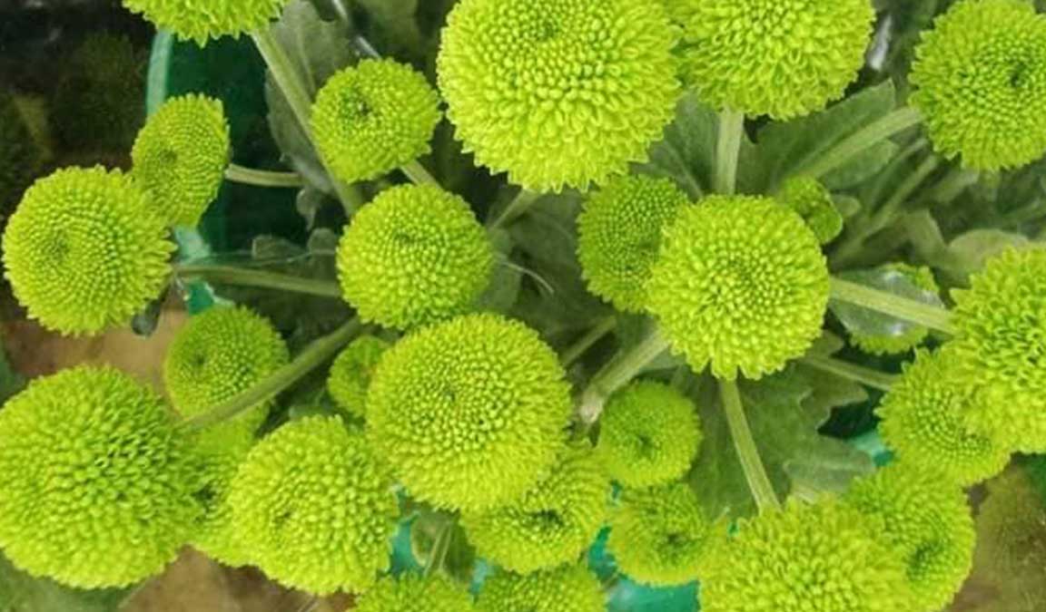 Berikut Cara Menanam Bunga Krisan Agar Cepat Berbunga