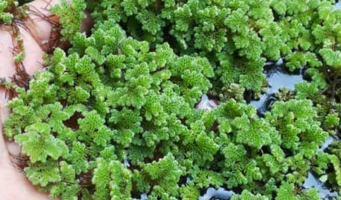 Cara Budidaya Azolla Lengkap, Buat Alternatif Pakan Ternak