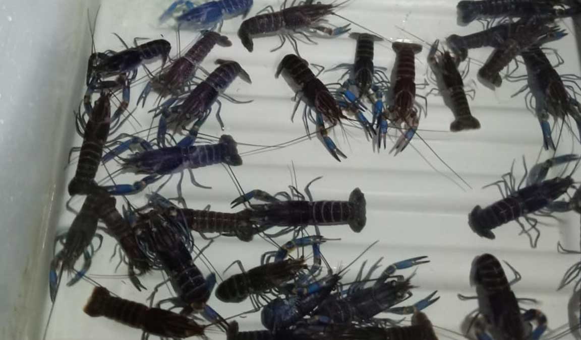 Cara Budidaya Lobster Air Tawar, Dijamin Bisa Sukses Panen!
