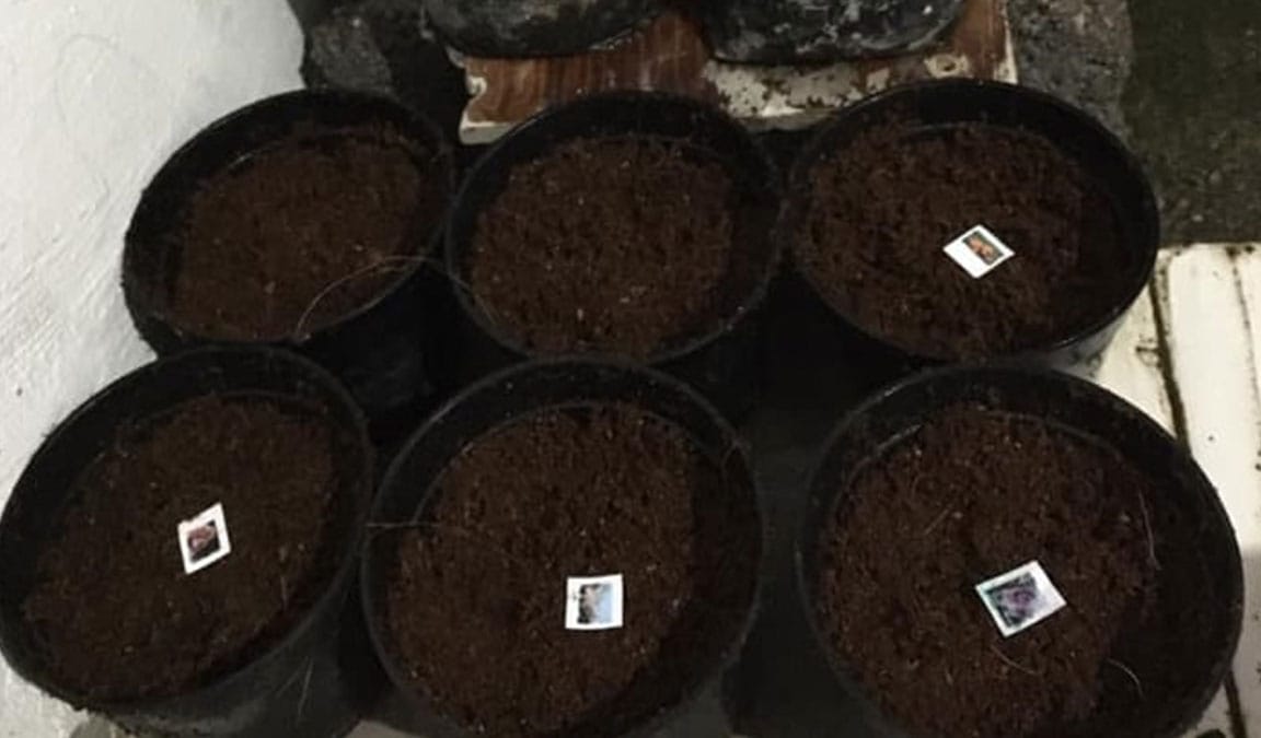 Cara Stek Bunga Mawar Lebih Cepat Berbunga Lebat