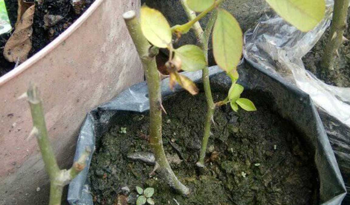 Cara Stek Bunga Mawar Lebih Cepat Berbunga Lebat