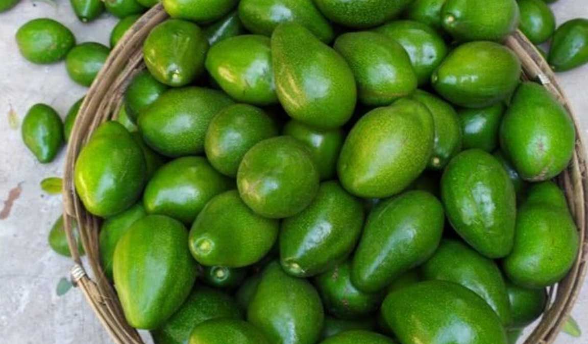 Cara Budidaya Alpukat Mentega Agar Lebih Cepat Berbuah