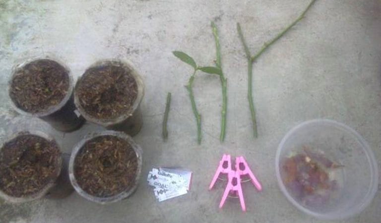 Cara Stek Bunga Mawar Lebih Cepat Berbunga Lebat