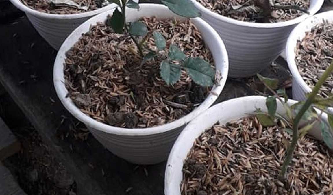 Cara Stek Bunga Mawar Lebih Cepat Berbunga Lebat