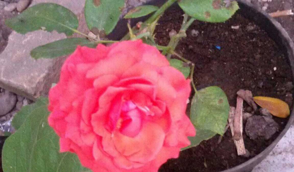 Cara Stek Bunga Mawar Lebih Cepat Berbunga Lebat