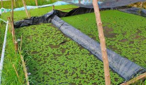 Cara Budidaya Azolla Lengkap, Buat Alternatif Pakan Ternak