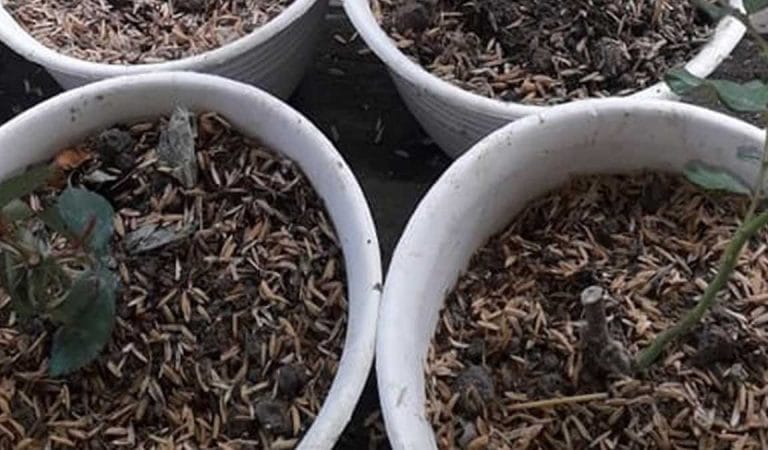 Cara Stek Bunga Mawar Lebih Cepat Berbunga Lebat