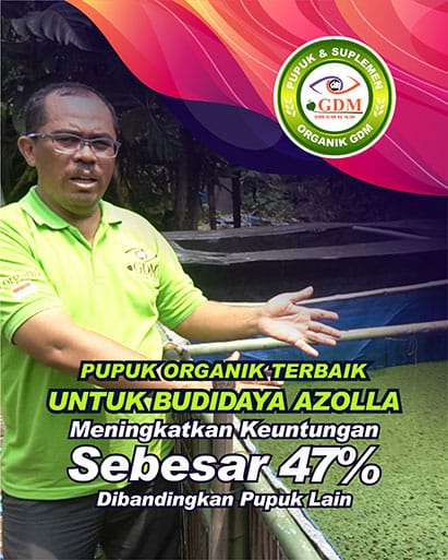 Pupuk Azolla GDM - Terbukti Keuntungan Meningkat 47%