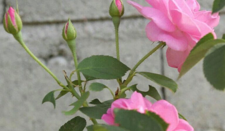 Cara Stek Bunga Mawar Lebih Cepat Berbunga Lebat