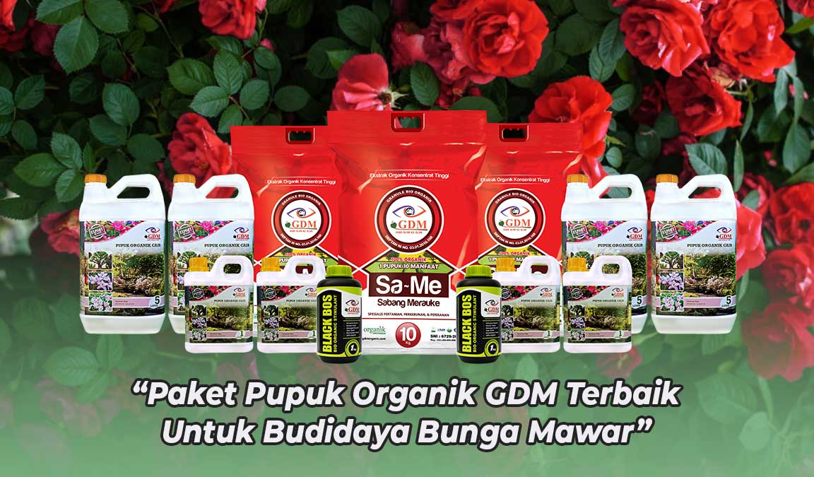 Cara Stek Bunga Mawar Lebih Cepat Berbunga Lebat