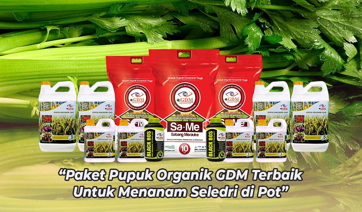 Cara Menanam Seledri di Pot Tanpa Ribet dan Mudah