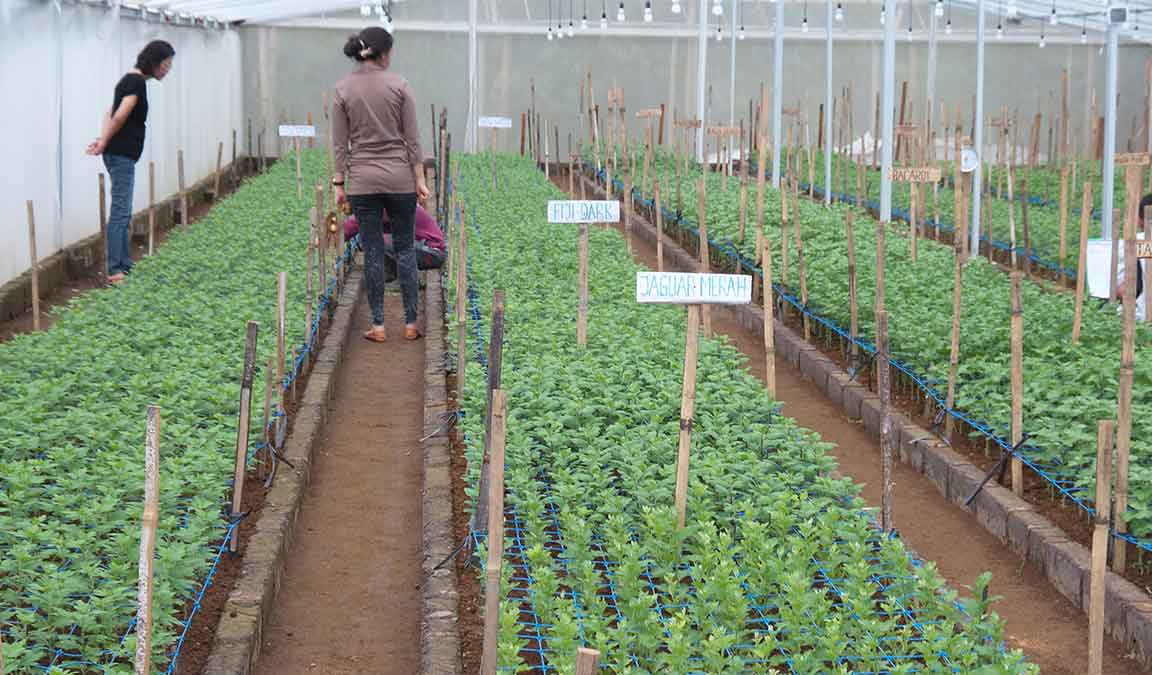 Berikut Cara Menanam Bunga Krisan Agar Cepat Berbunga