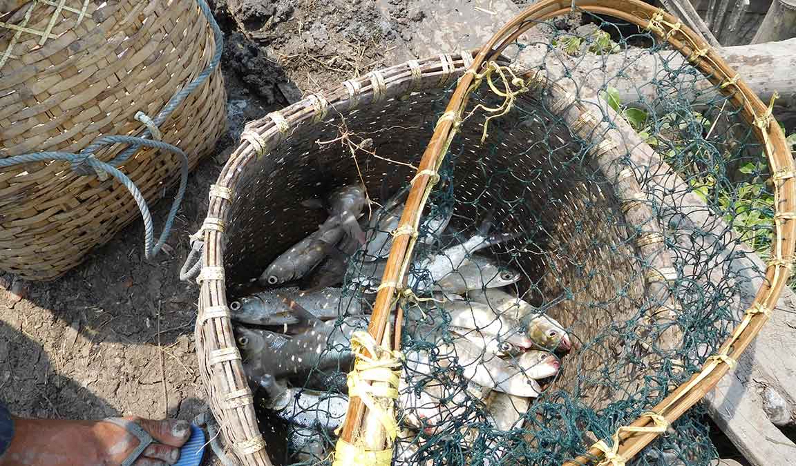 Cara Sukses Budidaya Ikan Bandeng, Dengan Sistem Organik