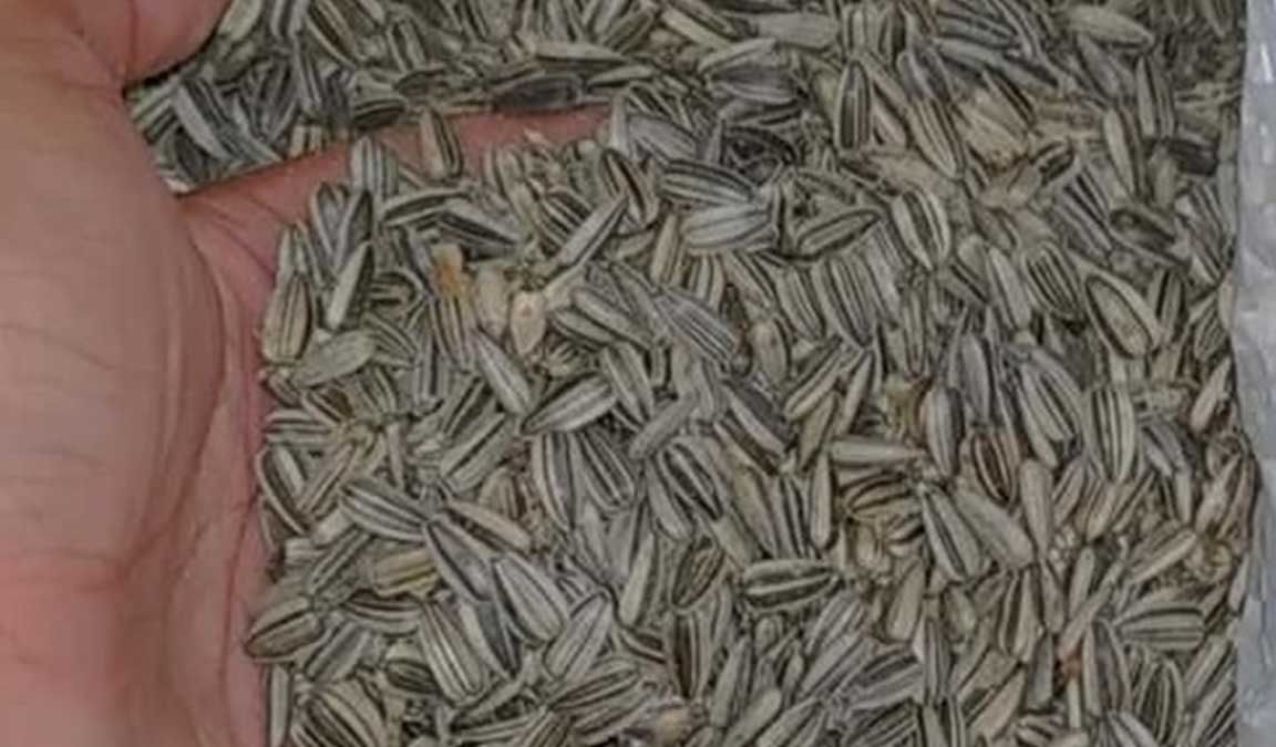 8 Cara Menanam Bunga Matahari Lengkap, Terbukti Bisa Panen