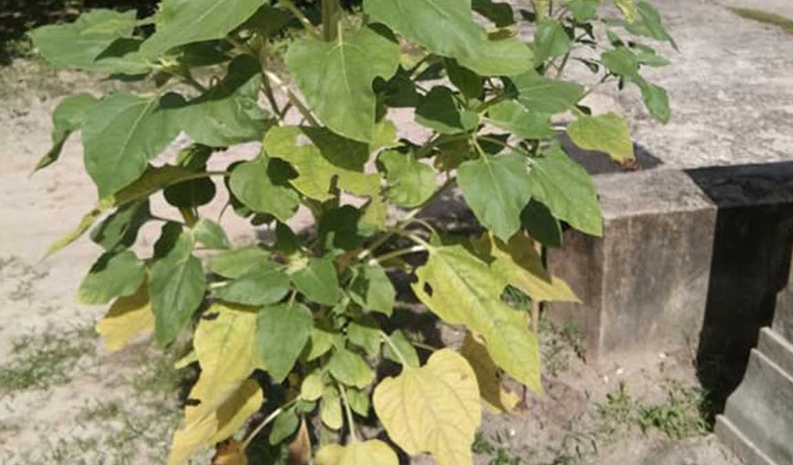 8 Cara Menanam Bunga Matahari Lengkap, Terbukti Bisa Panen