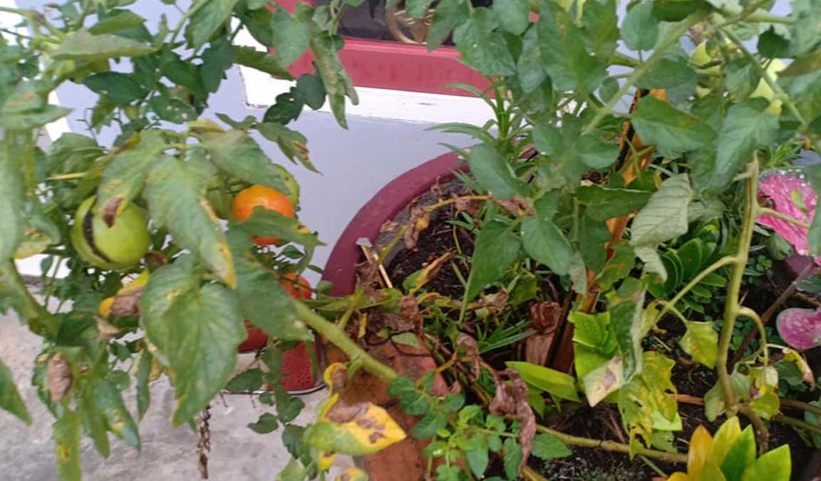 Cara Menanam Tomat Dari Biji Agar Berbuah Banyak