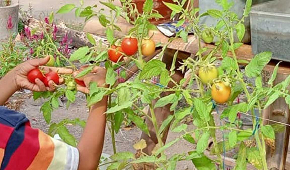 Cara Menanam Tomat Dari Biji Agar Berbuah Banyak