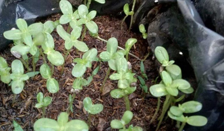 8 Cara Menanam Bunga Matahari Lengkap, Terbukti Bisa Panen