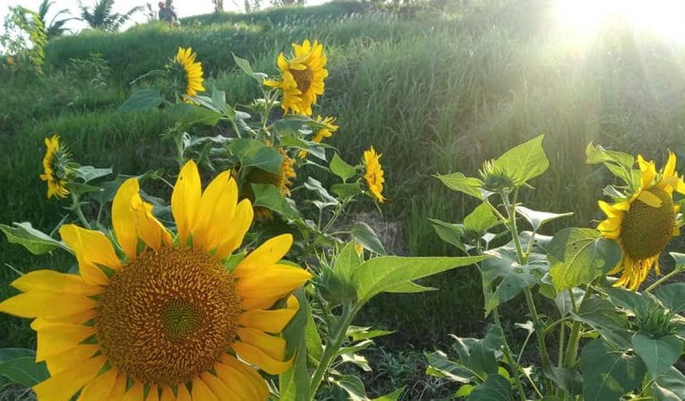 8 Cara Menanam Bunga Matahari Lengkap, Terbukti Bisa Panen