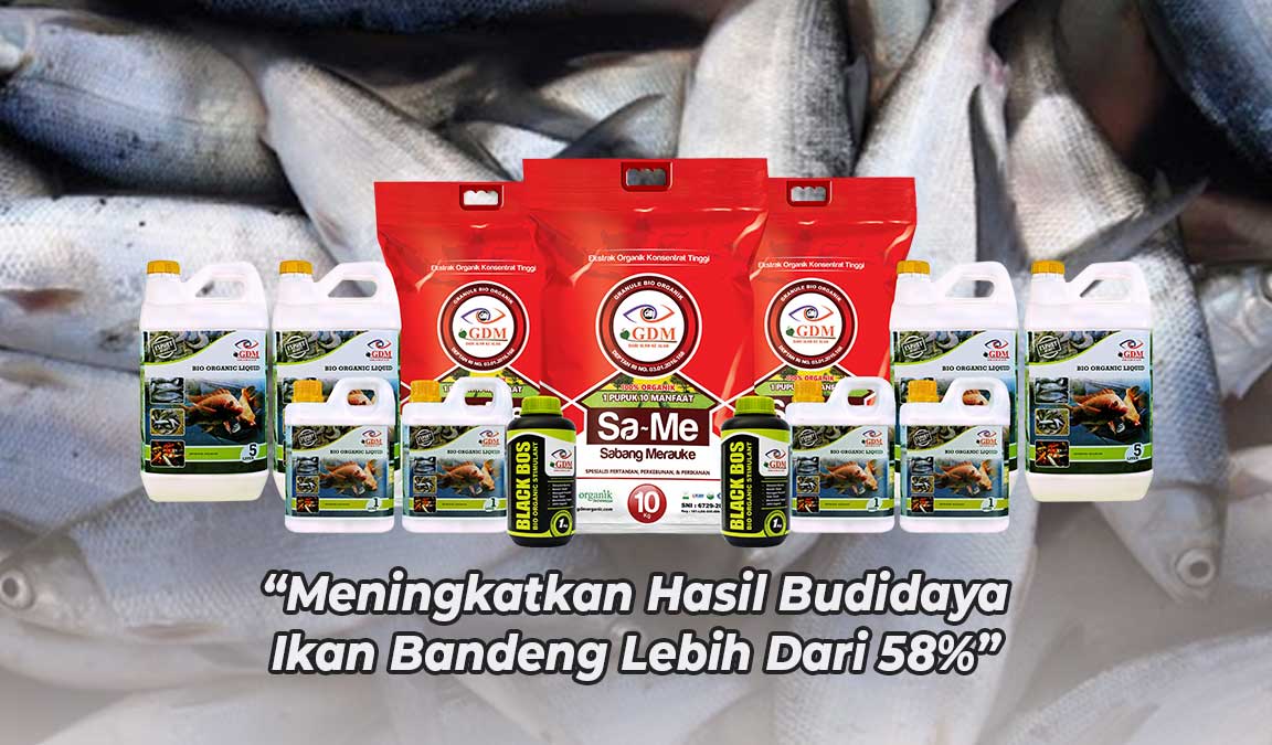 Cara Sukses Budidaya Ikan Bandeng, Dengan Sistem Organik