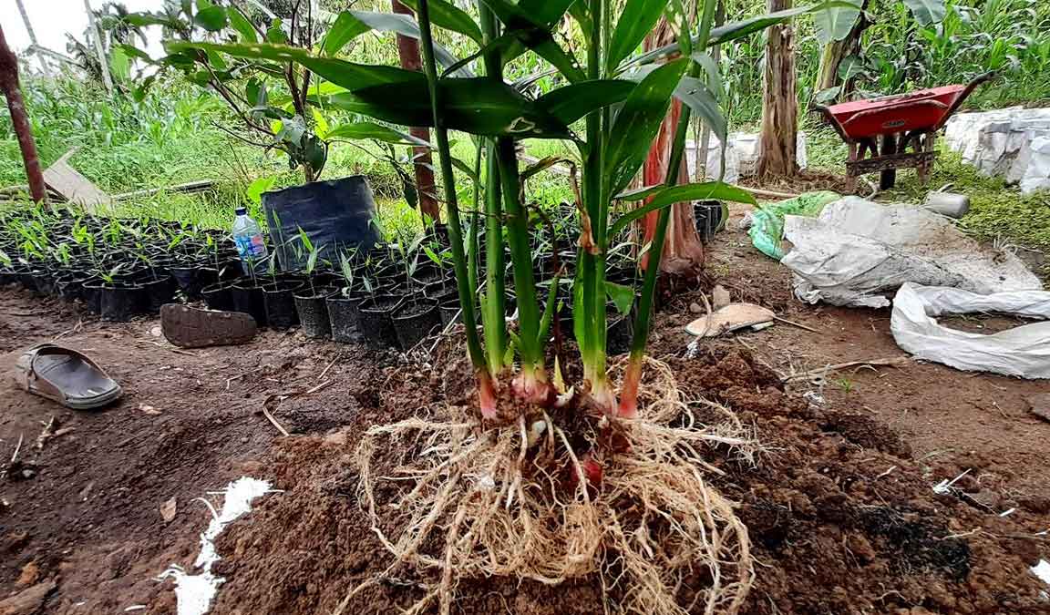 Cara Budidaya Jahe Merah, Bisa Sampai 90 Juta Sekali Panen