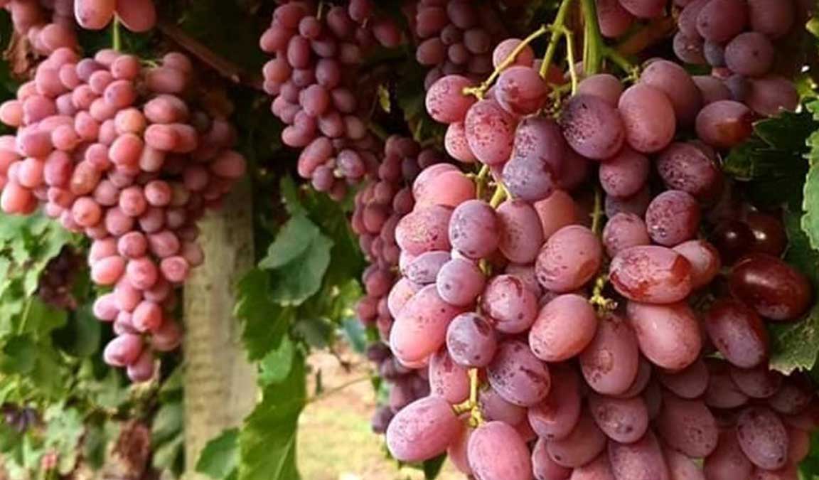 Cara Budidaya Anggur Untuk Pemula Agar Cepat Berbuah
