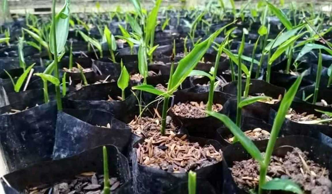 Cara Budidaya Jahe Merah, Bisa Sampai 90 Juta Sekali Panen