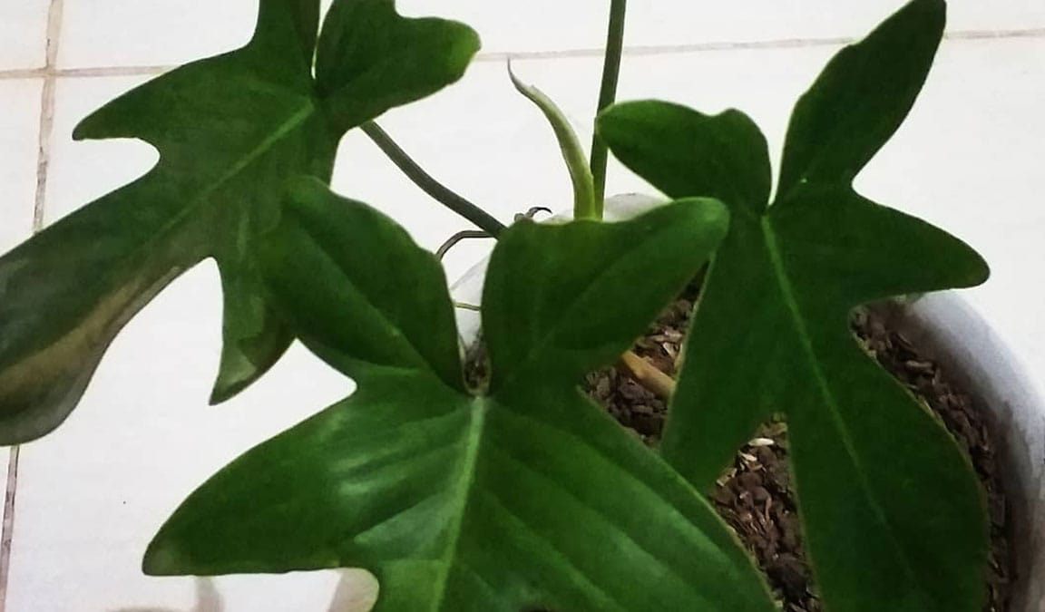 Mudahnya Budidaya Philodendron, Daun Lebih Subur & Mahal