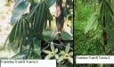 Cara Budidaya Vanili, Hasil Panen Lebih Lebat & Berkualitas