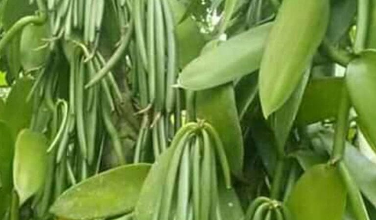 Cara Budidaya Vanili, Hasil Panen Lebih Lebat & Berkualitas