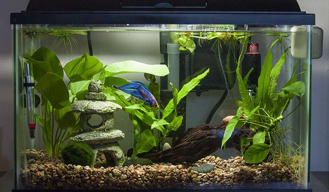 Ikan Cupang Fancy: Jenis, Ciri-ciri, Cara Merawat, & Harga