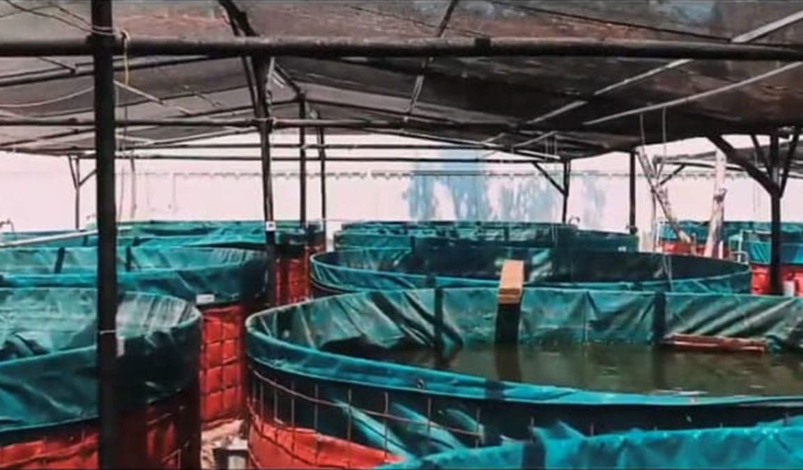 Usaha Ternak Lele Mudah, Bisa Meningkatkan Keuntungan Hingga 90%