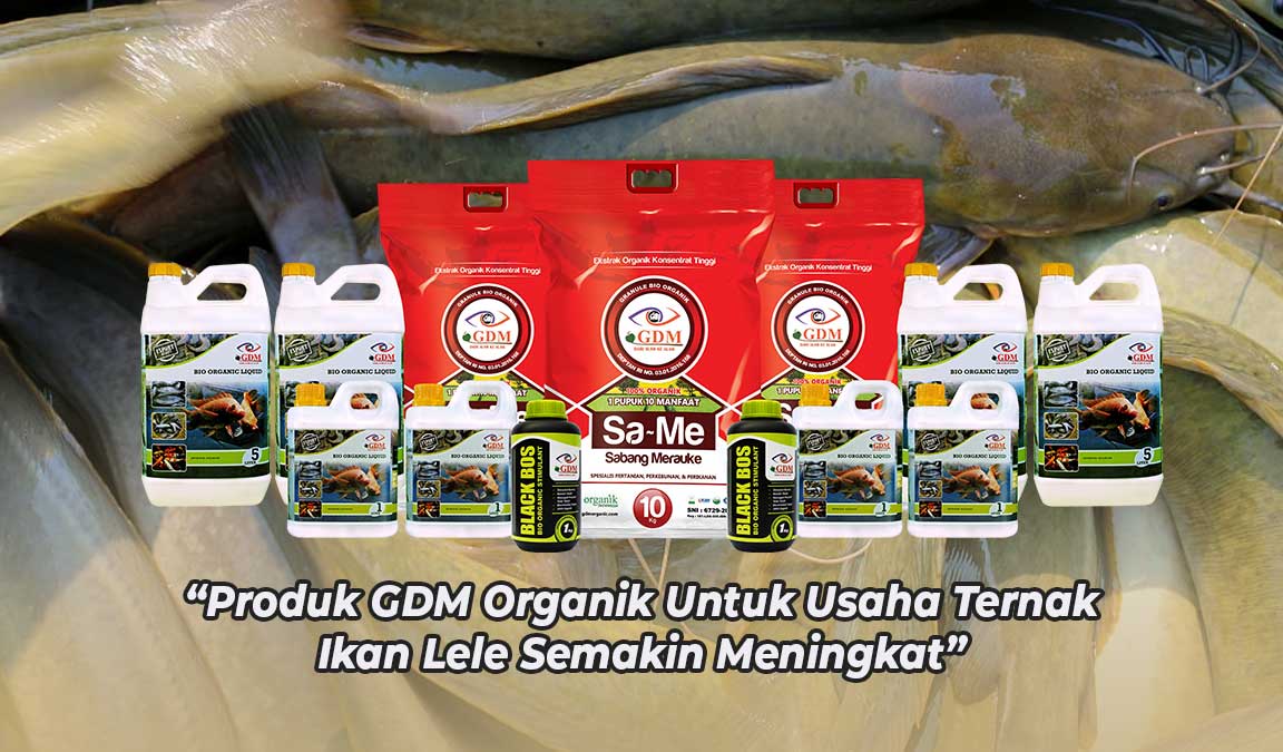 Budidaya Kolam Ikan Lele yang Tepat untuk Hasil Panen Melimpah