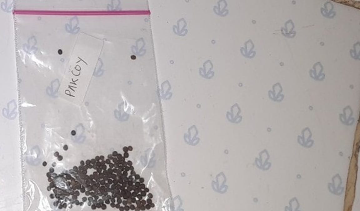 Cara Menanam Pakcoy di Polybag, Mudah & Menguntungkan