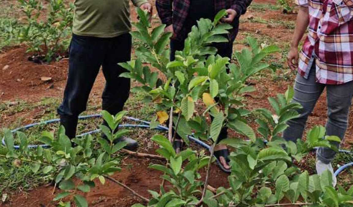 Cara Budidaya Jambu Kristal Agar Cepat Berbuah Lebat