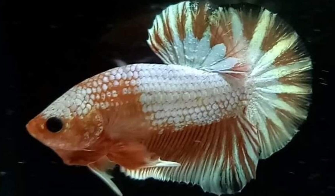 Ikan Cupang FCCP: Jenis, Ciri-ciri, Cara Merawat, & Harga