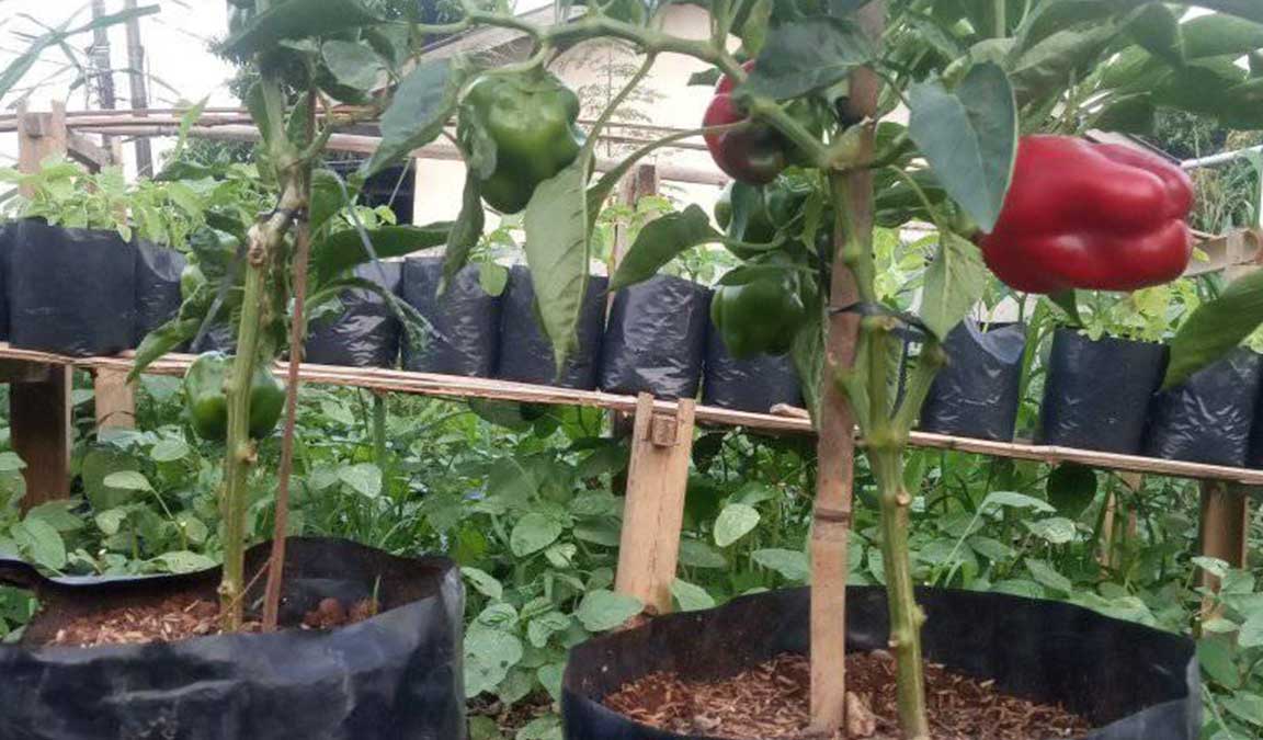 Cara Menanam Paprika Dari Biji, Hasil Panen Lebih Maksimal